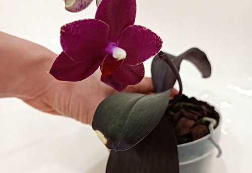 Орхидея фаленопсис Salu's Fragrancy