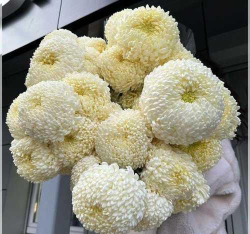 Хризантемы