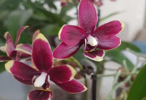 Орхидея Taisuco cobold