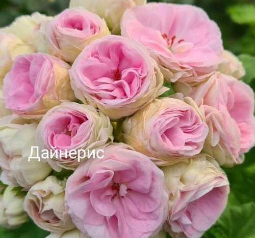 Пеларгония Дайнерис