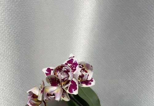 Орхидея фаленопсис Chinese Melody