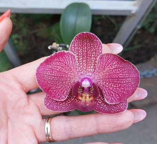 Орхидея фаленопсис " Кимоно "