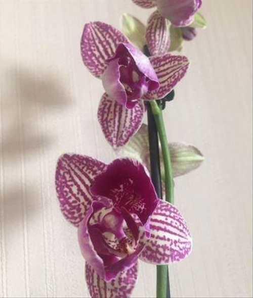 Орхидея фаленопсис пелорик Аркадия полная мутация