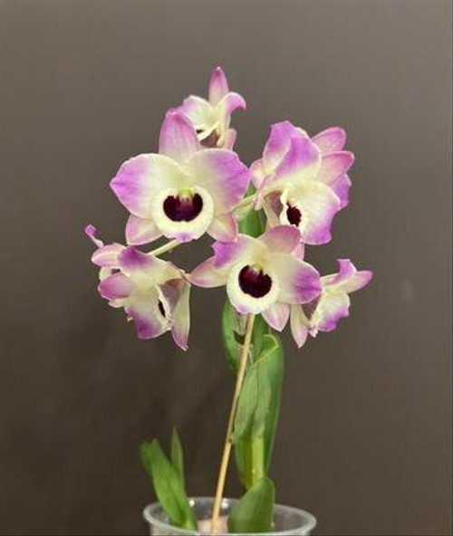 Орхидея дендробиум, герани, декабристы