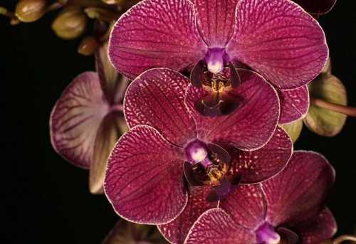 Орхидея фаленопсис Кимоно с деткой