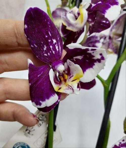 Орхидея фаленопсис полупелор пелор