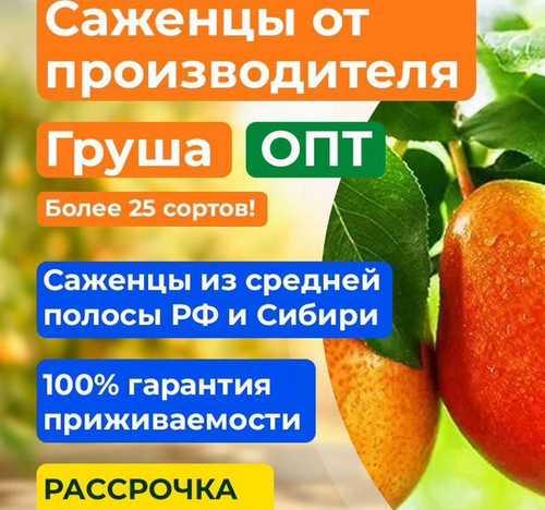 Саженцы груши оптом. Саженцы 2 года