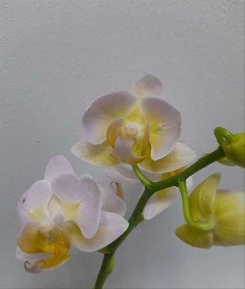 Орхидея фаленопсис бабочка burgundy бургунди