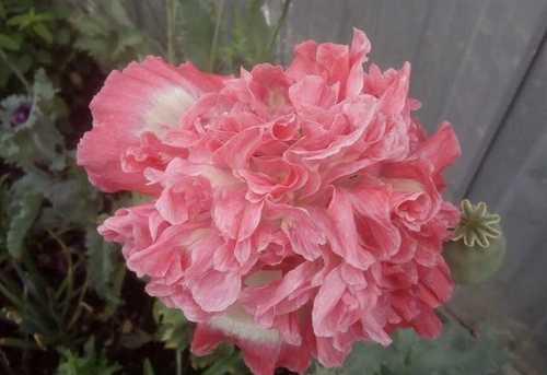 МАК однолетний пионовидный