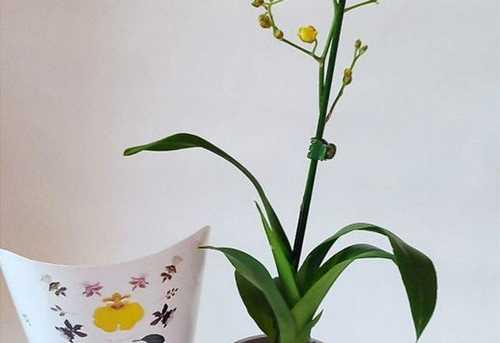 Орхидея онцидиум Gem Geel Showbox D12/50