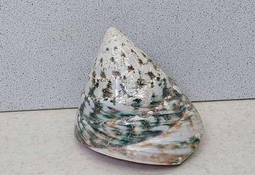 Тектус Пирамис 6,9*8,3 морская ракушка трохус