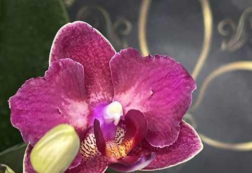 Орхидея фаленопсис бабочка малиновая