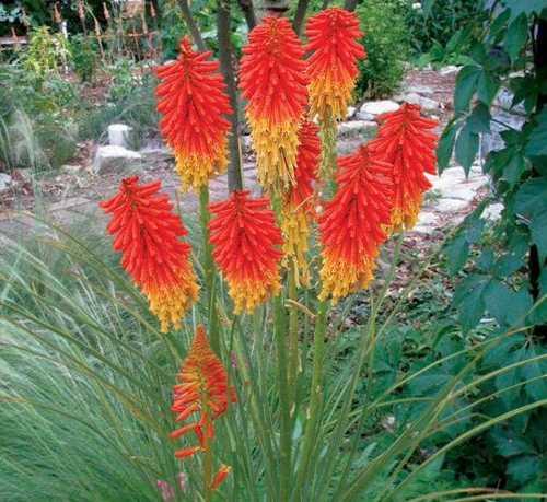 Книфофия гибридная (смесь сортов). (Саженцы)