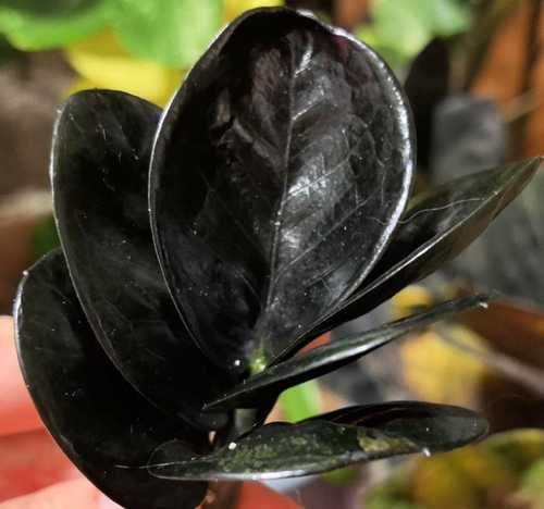 Замиокулькас вариегатный Big round leaf Black VAR