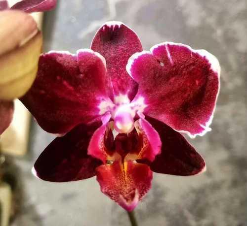 Орхидея фаленопсис Вероника мутант