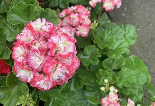 Розебудная пеларгония Apple blossom (Герань)