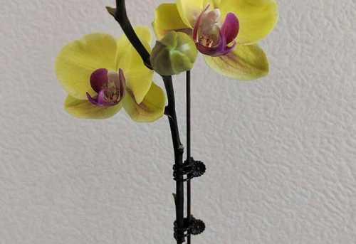 Орхидея сорт Айриш