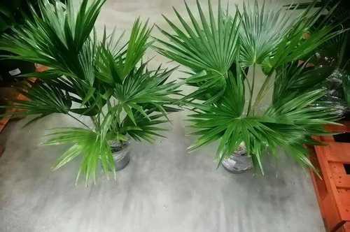 Ливистона 80-90см пальма