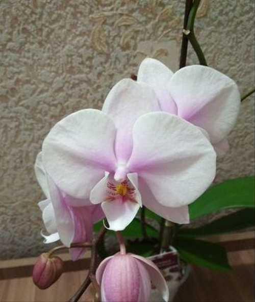 Цветущая орхидея-фаленопсис