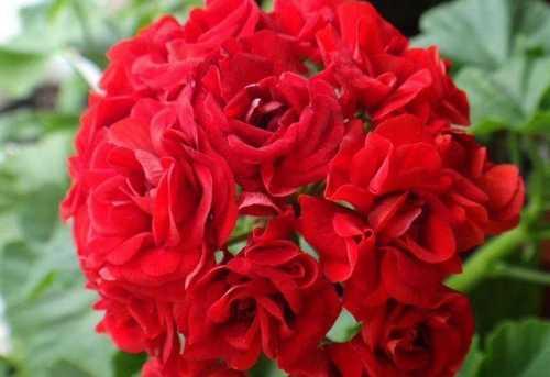 Пеларгония (герань) красный розебуд