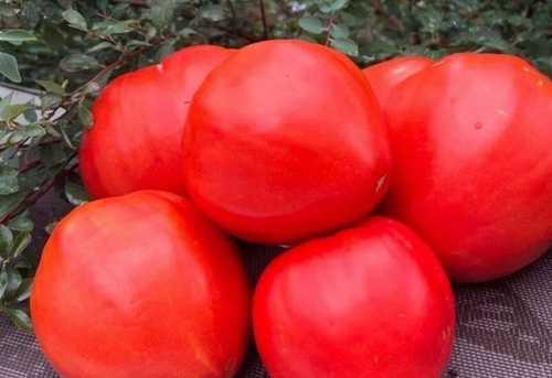 Семена томата Сибирячка Олечка Коллекционный сорт