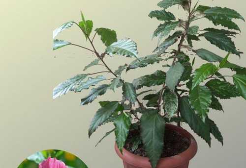 Гибискус (китайская роза) комнатное растение
