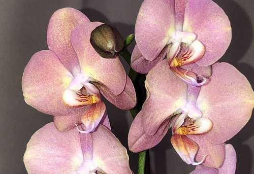 Шикарная Орхидея фаленопсис Cobrion Кобрион