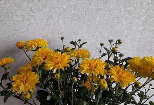 Черенки жёлтой хризантемы