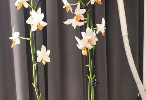 Орхидея фаленопсис Мини Марк