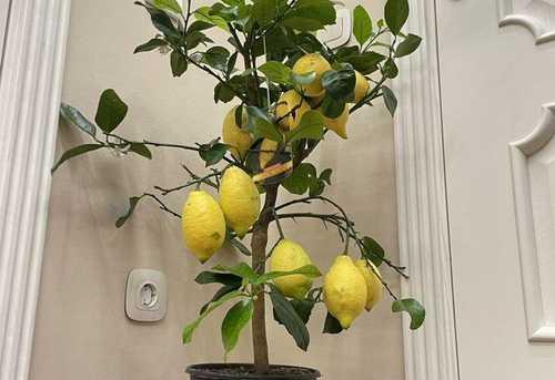 Лимон-Лимонное дерево