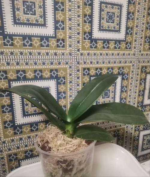 Орхидея фаленопсис Спанч боб