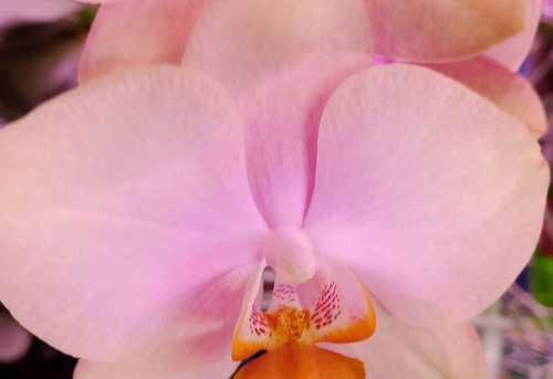 Цветущие орхидеи