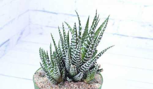 Haworthia Fasciata Big Band (Хавортия) (SCT29076)