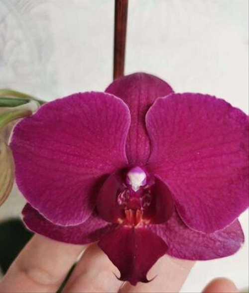 Орхидея фаленопсис montrenux