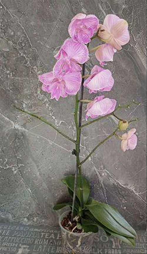 Орхидея фаленопсис биг лип светло-розовый
