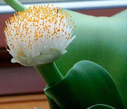 Гемантус белоцветковый и гемантус Катарины