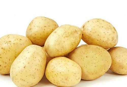 Мелкий картофель