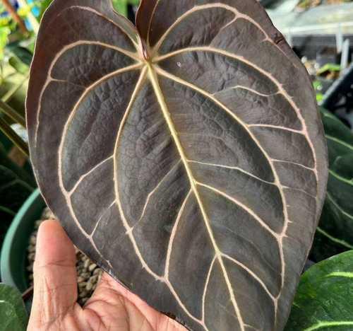 Anthurium Carlablackiae x self