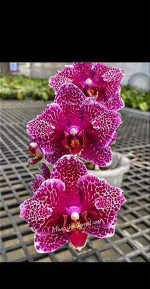 Орхидея фаленопсис Victoria's lace