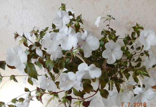 Цветок комнатный ахименес белый Juaregia