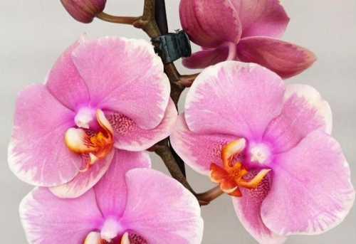 Орхидея фаленопсис Ханни мутация цвета
