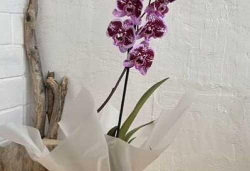 Королевские орхидеи к 8 марта