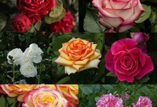 Розы кустовые (саженцы) цветы