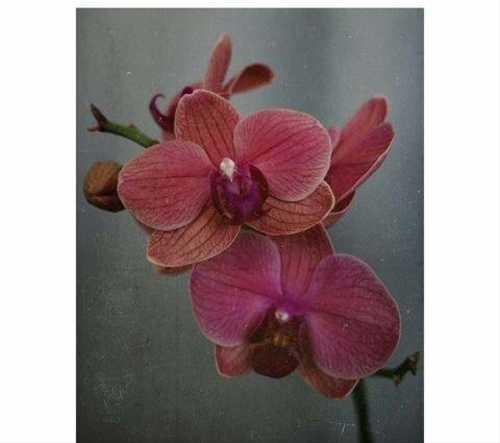 Орхидея фаленопсис Narbonne