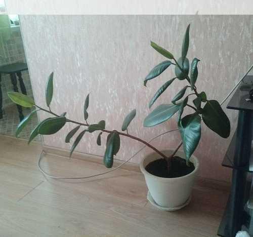 Фикус