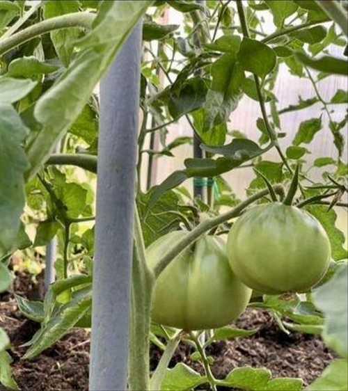 Колышки садовые для помидор огурцов гороха перцев
