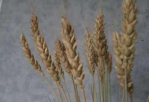 Пшеница, лён и овёс сухоцвет опт