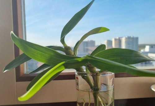 Орхидея дендробиум, пеперомия, кактус, сансевиерия