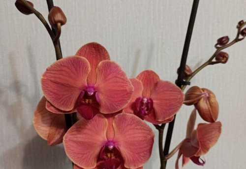 Орхидея фаленопсис Азиатский Коралл, 2 ствола