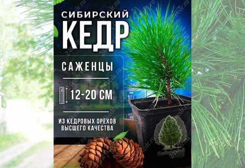 Саженцы кедра
